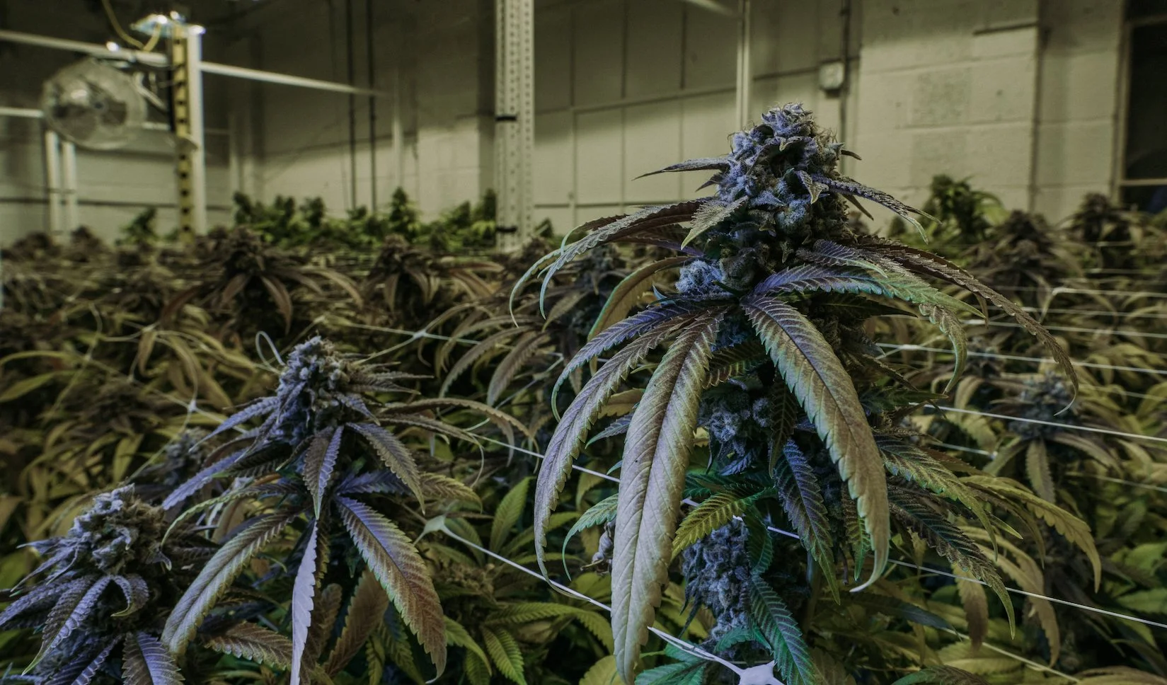Ann Arbor Cannabis: The Complete Visitor and Resident Guide for 2025 ...